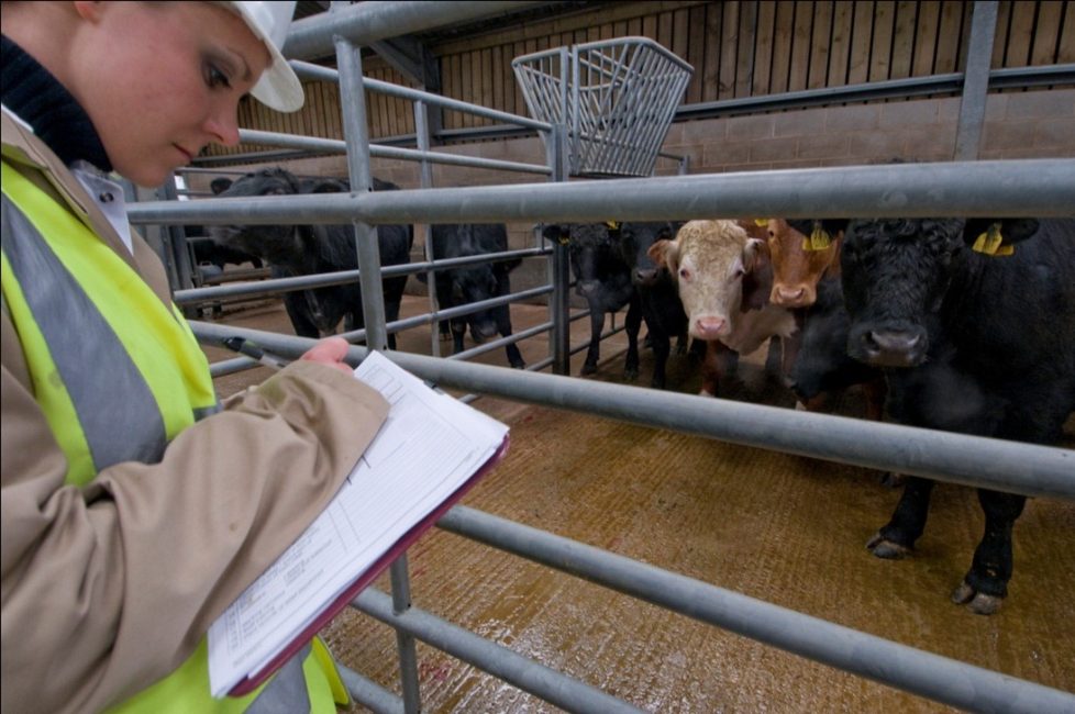 Welcome to the World of Official Veterinarians (OVs) - VPHA